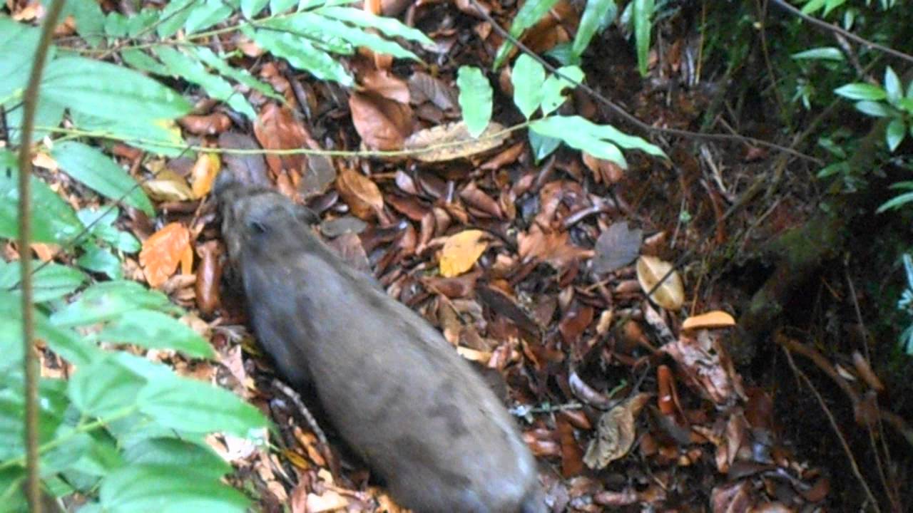 Wild Pigs Rooting for food - YouTube