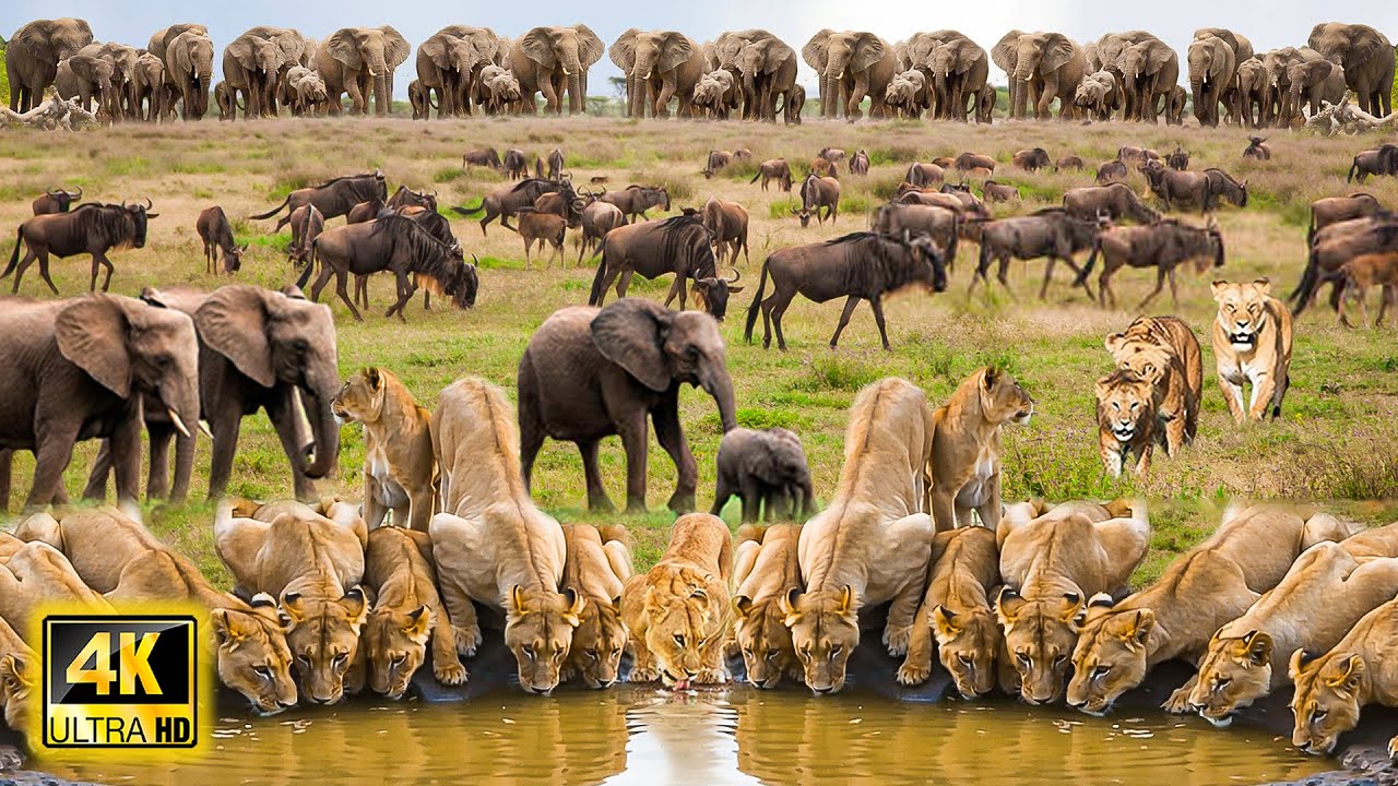 4K African Wildlife: Mamili National Park, Namibia | Africa’s Wild ...