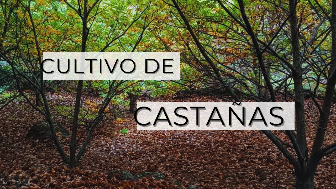 Cultivo de CASTAÑAS ecológicas | Cómo CULTIVAR y SELECCIONAR ...