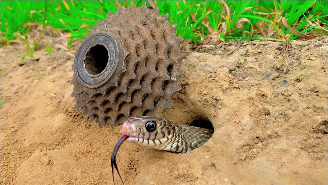 Really Amazing Skill!! Best creative build trap to catch a lot snakes ...