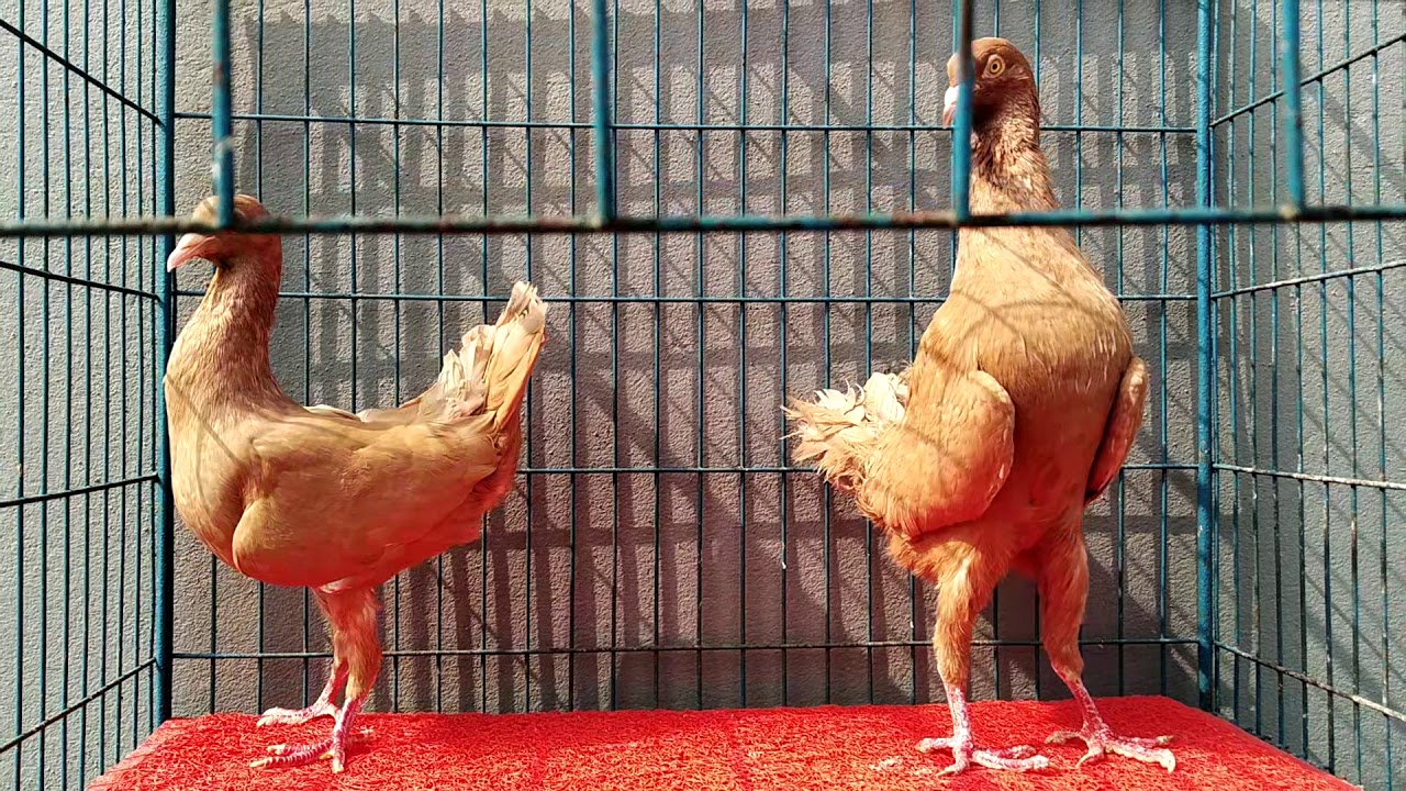 মালটেস কবুতর। Maltese pigeon || amit pigeons farm - YouTube