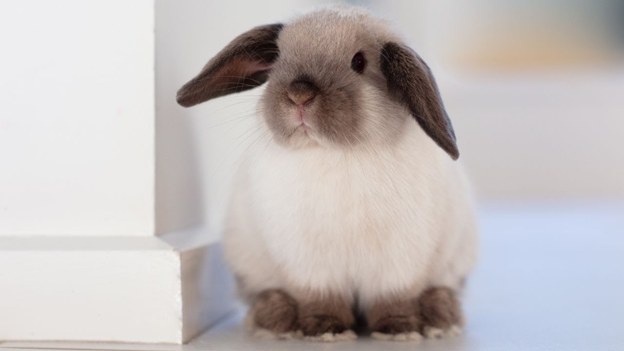 Todo lo que Debes Saber Antes de Tener Tu Primer CONEJO MINILOP - YouTube