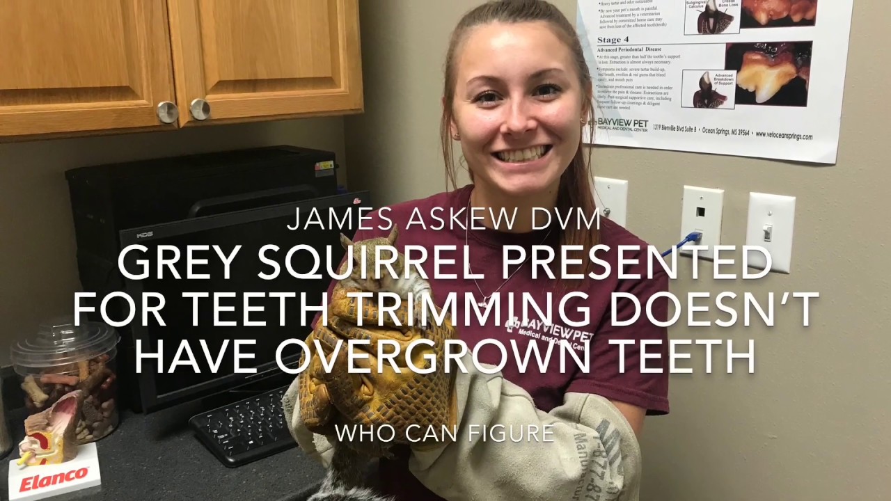 Grey Squirrel Presented For Teeth Trimming Doesn’t Have Overgrown Teeth ...