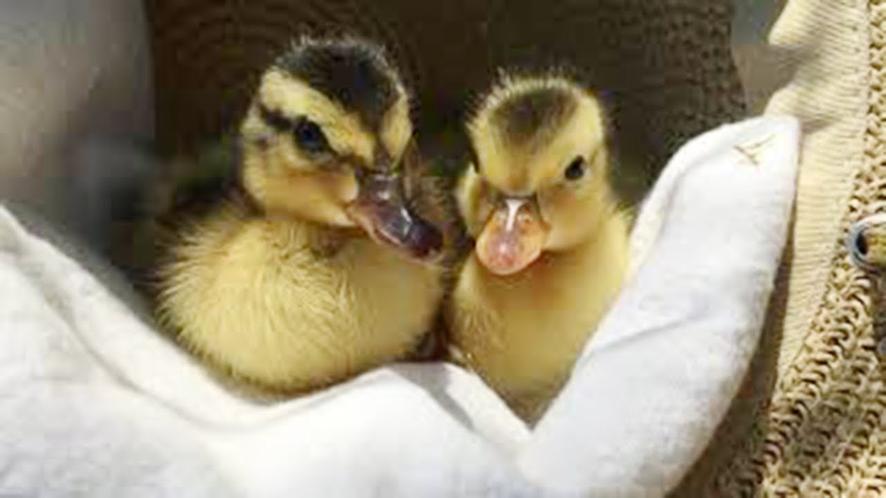 Tired Ducklings Falling Asleep Will Totally Make Your Day - YouTube