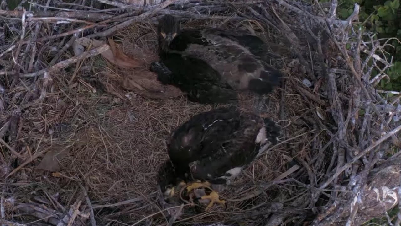 Dancer self-feeds off the leftover fish | Captiva Eagle Cam | Feb 9, 2025 - YouTube