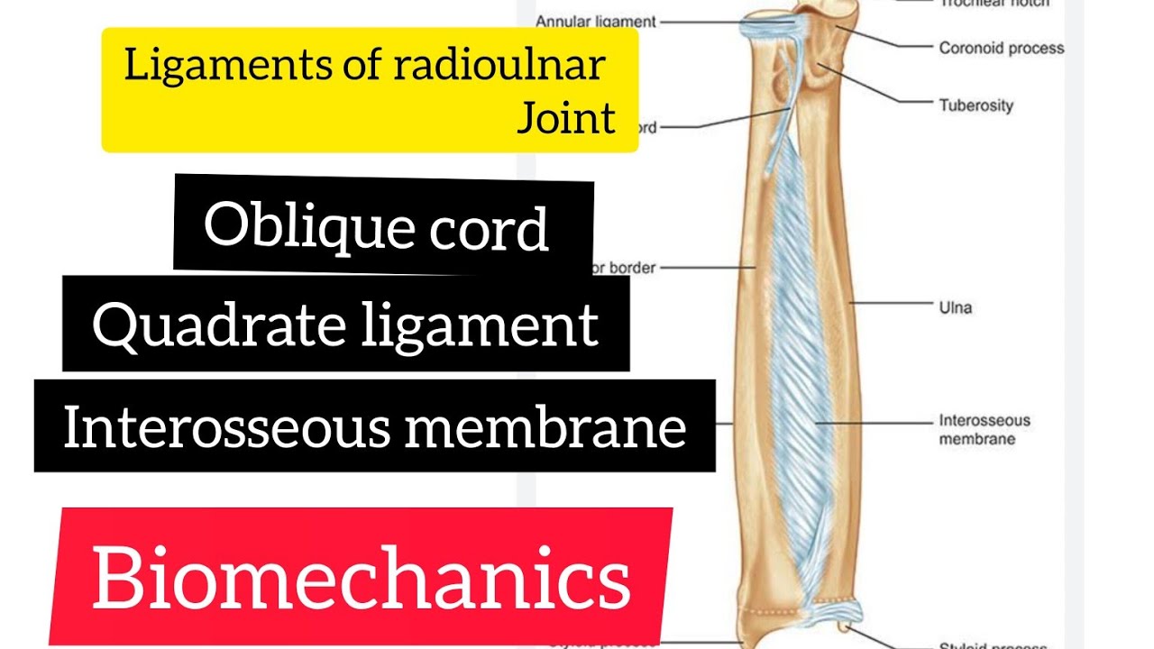 ligaments of radioulnar joint, quadrate ligament, oblique cord ...