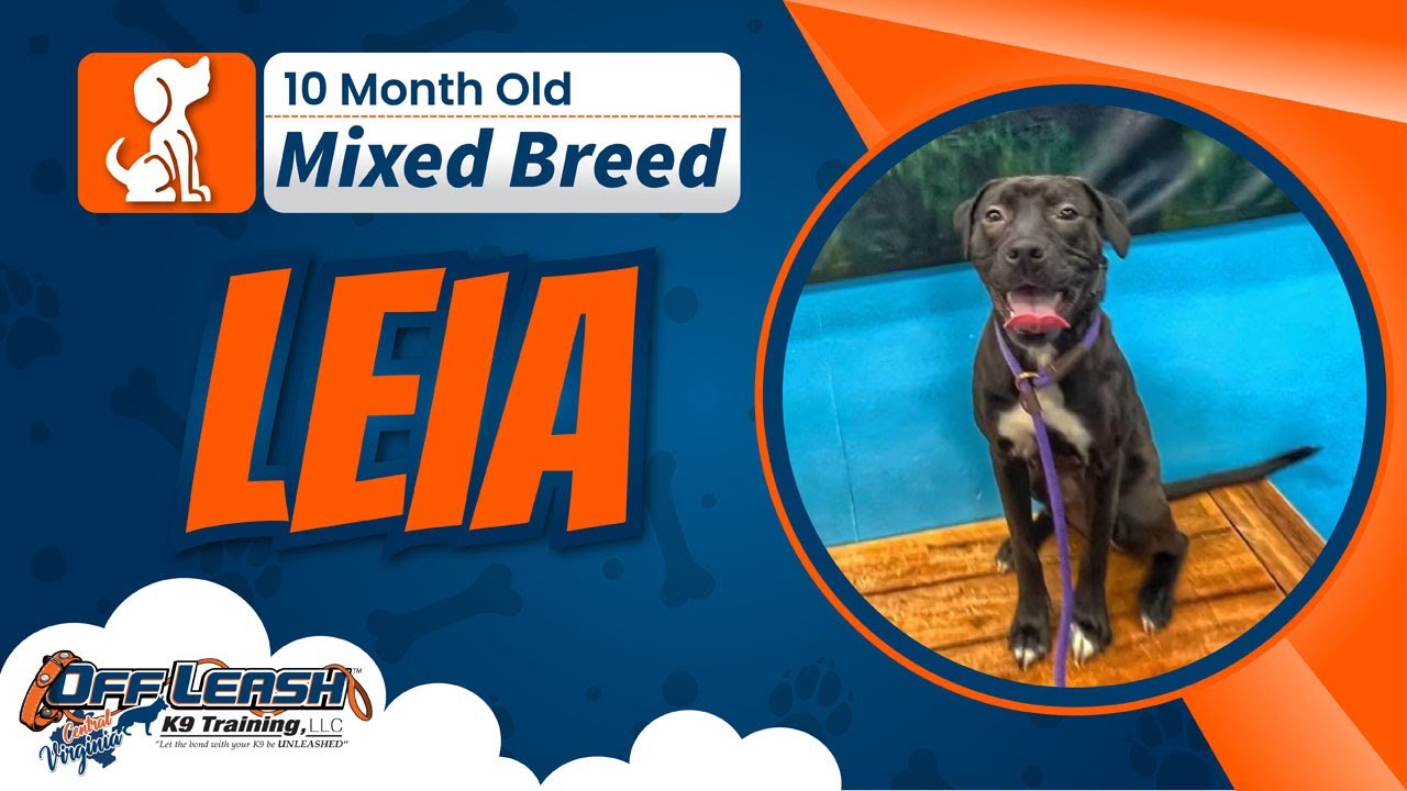 10 MO Mixed Breed (Leia) Best Dog Trainers in VA - YouTube