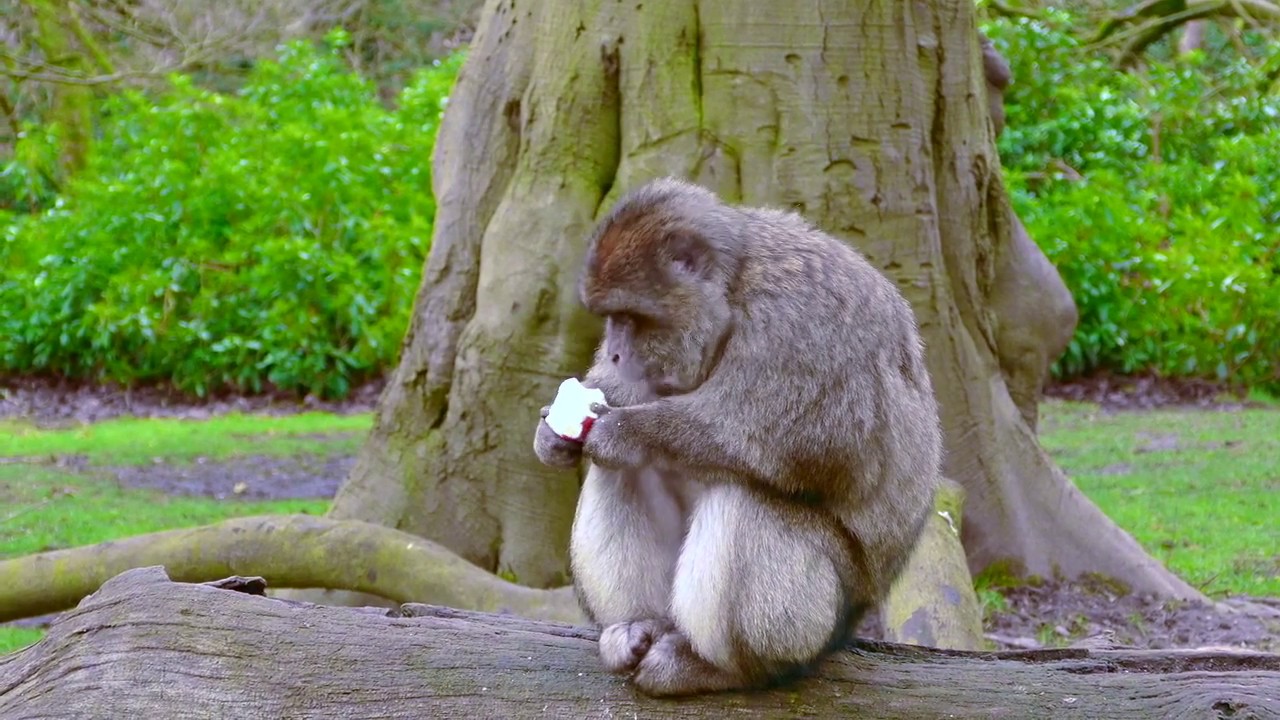 Epic Monkey - YouTube