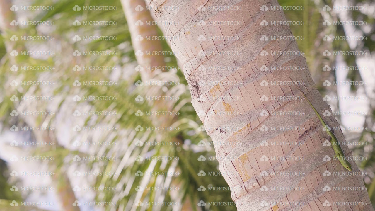 Green lizard crawling on trunk palm tree in tropical island. Close up ...