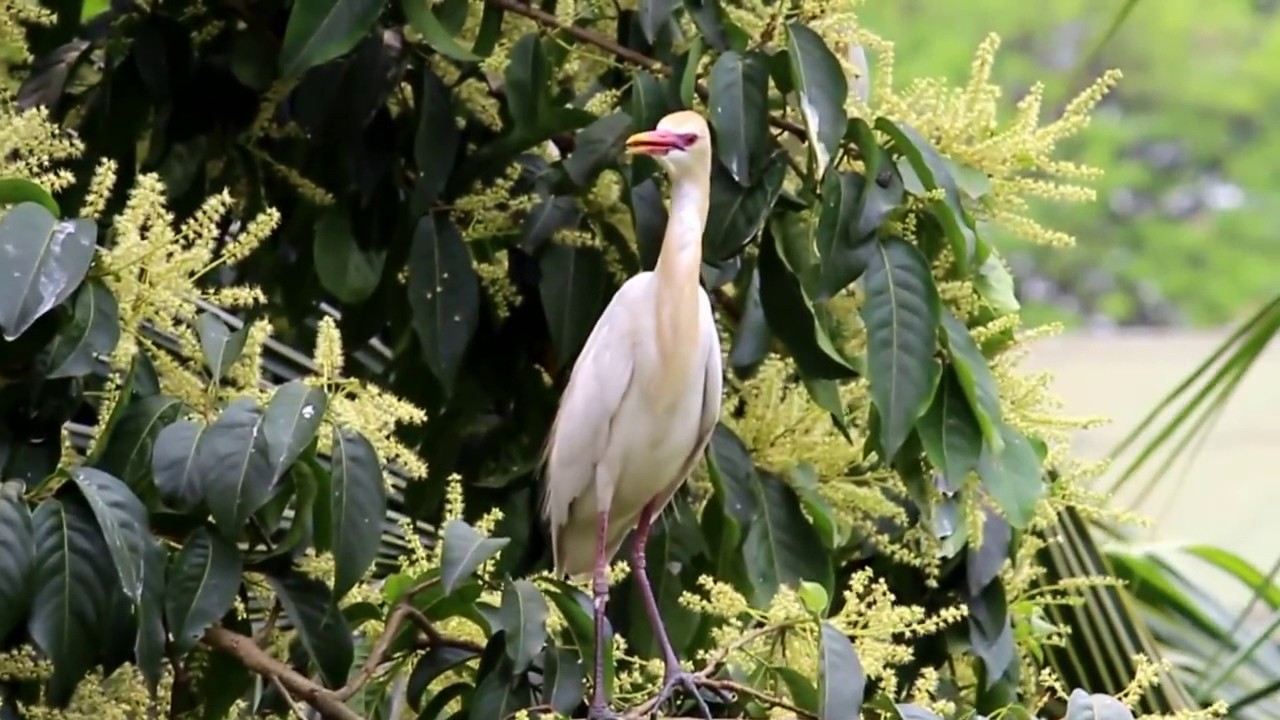 Wonderful Cattle Egret (Bubulcus ibis) closeup video BOGOLI of ASSAM ...