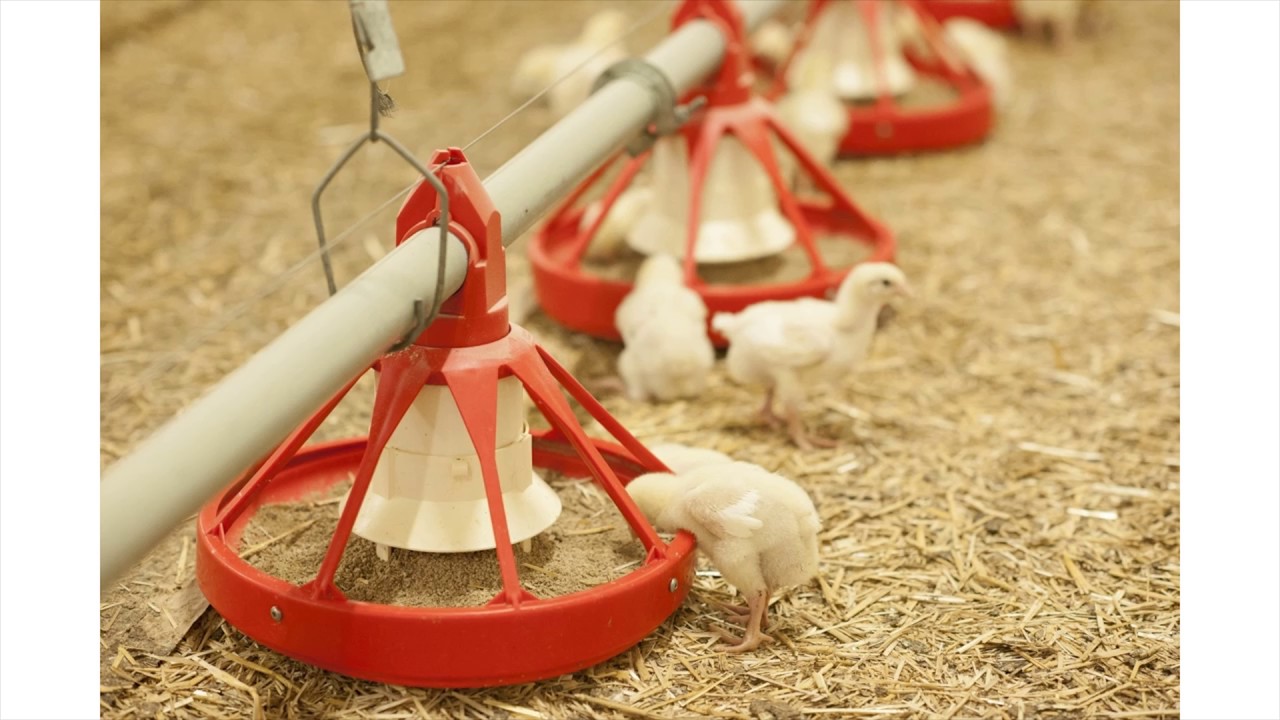 Alberta Chicken Producers - Virtual Farm Tour - YouTube