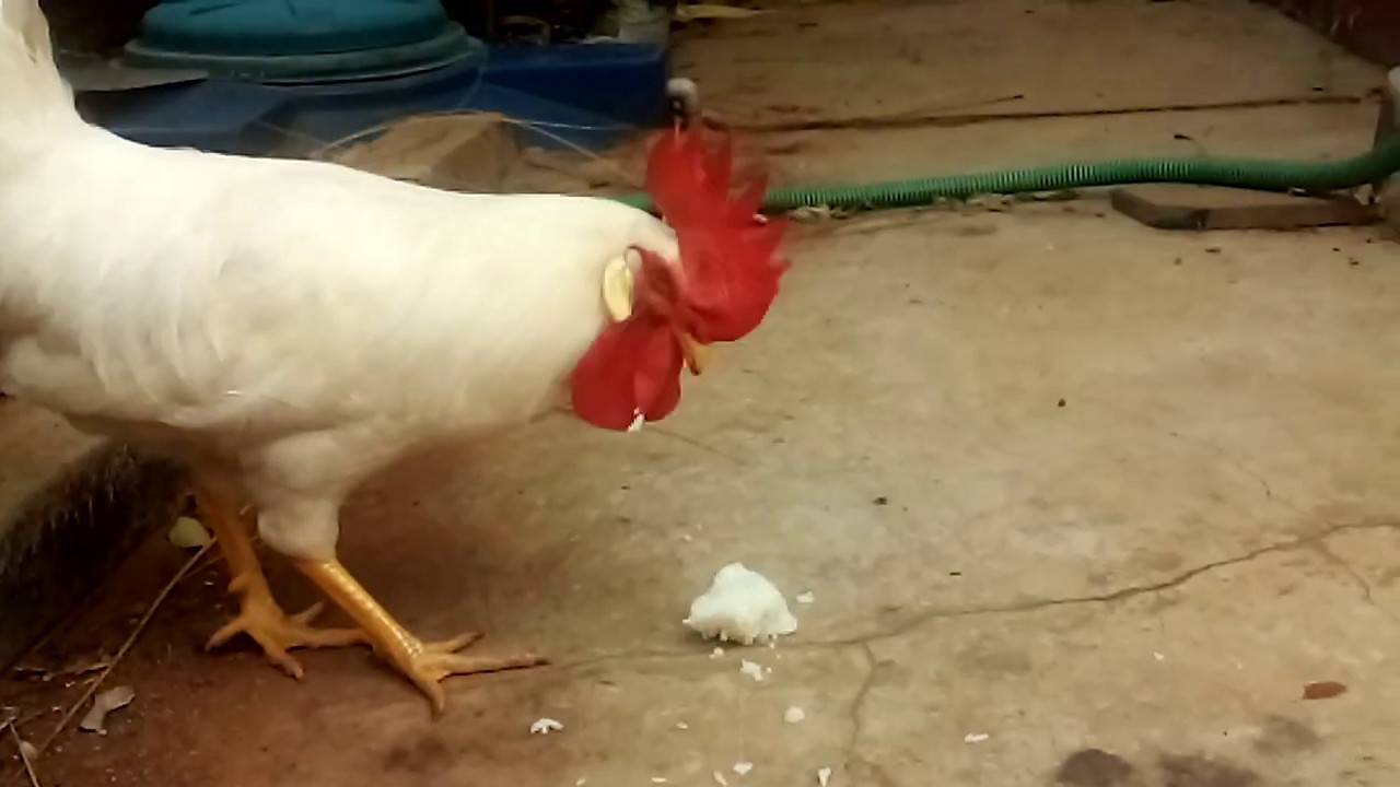 ROOSTER EATING LUNCH சேவல் மதிய உணவு வருகை - YouTube