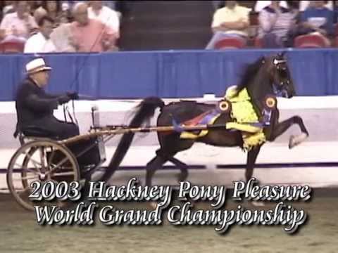 2003 Hackney Pony Pleasure Driving World Grand Championship - YouTube