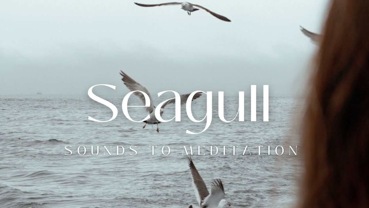 Soothing OCEAN WAVES | SEAGULLS Sea Gull Sounds, Sounds of The Ocean| 2 ...