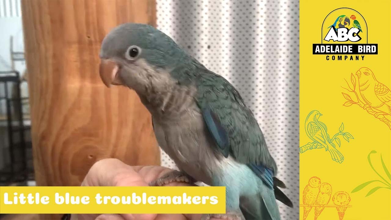 Baby Blue Quakers | Adelaide Bird Co - YouTube