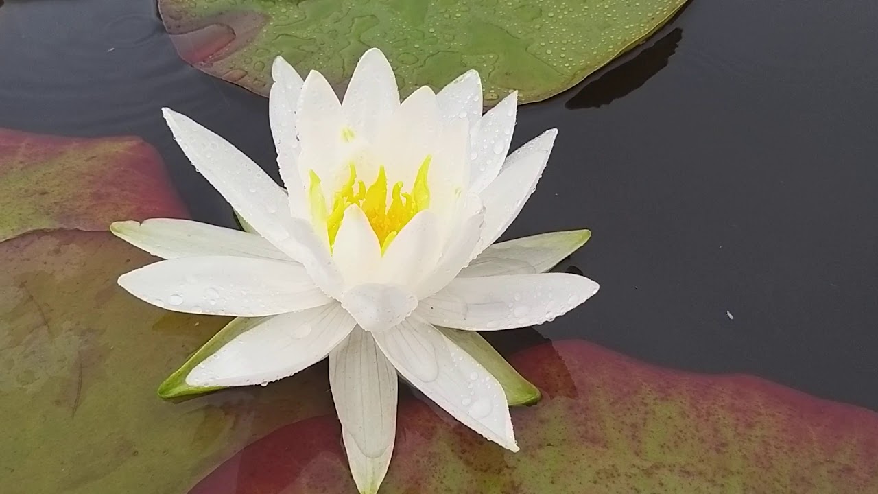 Нимфея Virginia (Вирджиния) кувшинка, waterlily, водные растения, пруд ...