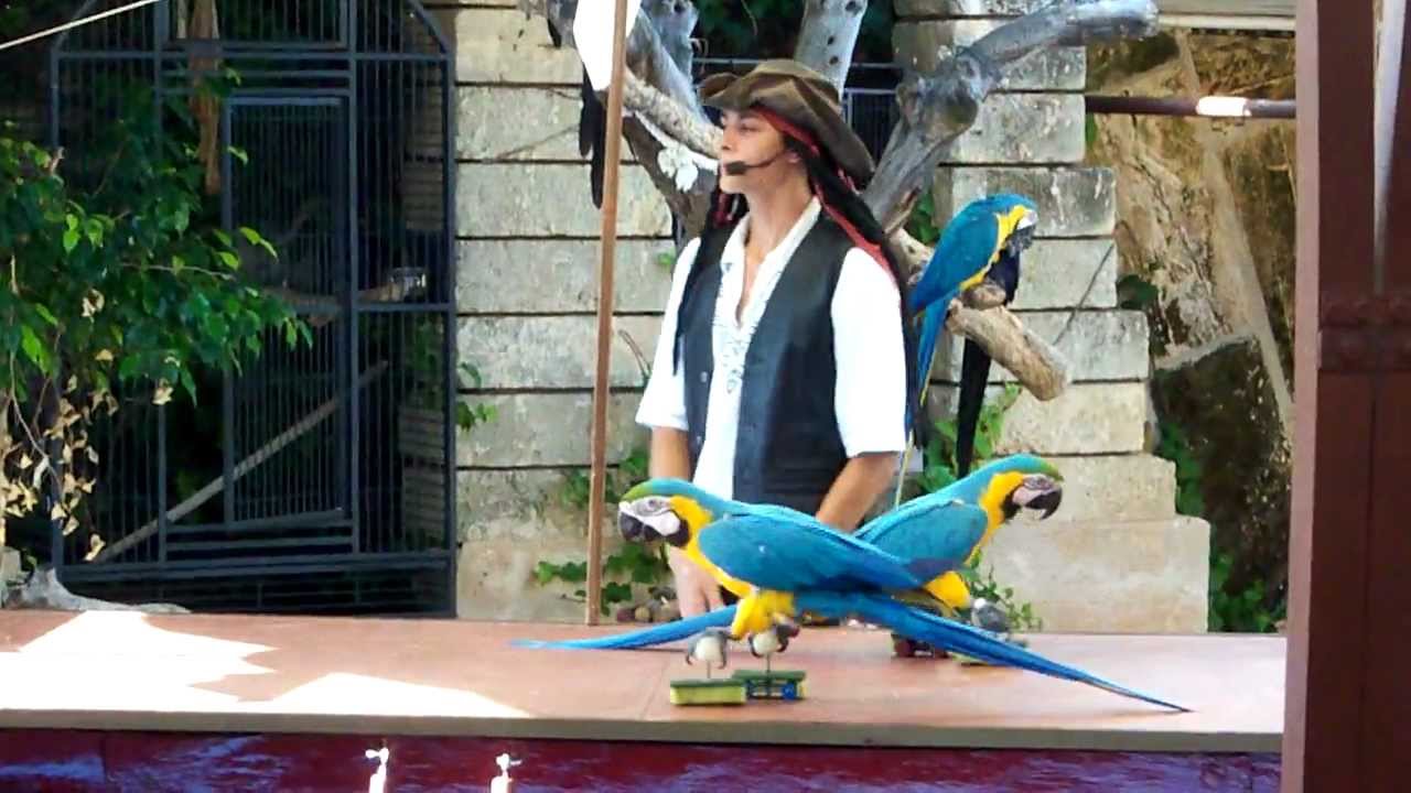 MARINELAND MALLORCA EXOTIC BIRD SHOW | ESPECTÁCULO DE AVES EXÓTICAS ...