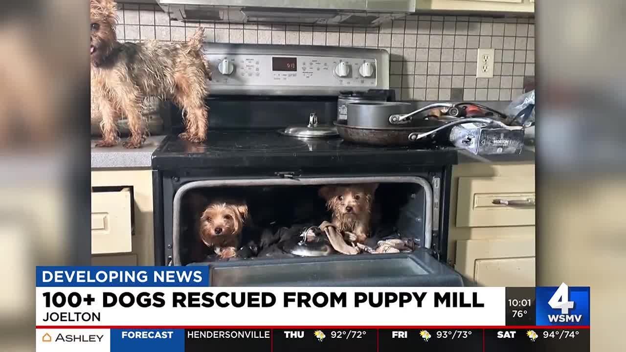 ‘These dogs have suffered for a very long time’: 100+ dogs rescued from ...