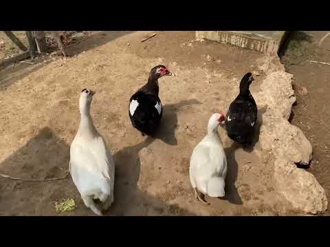 Kumusta na ang mga Pato - YouTube