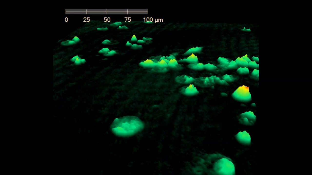 Live Cell Imaging made easy - YouTube