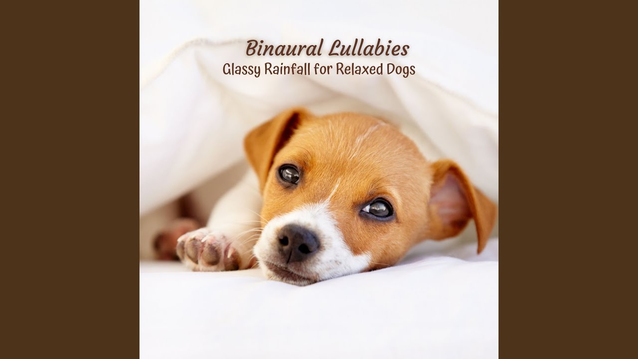 Serene Dog Soundscape - YouTube