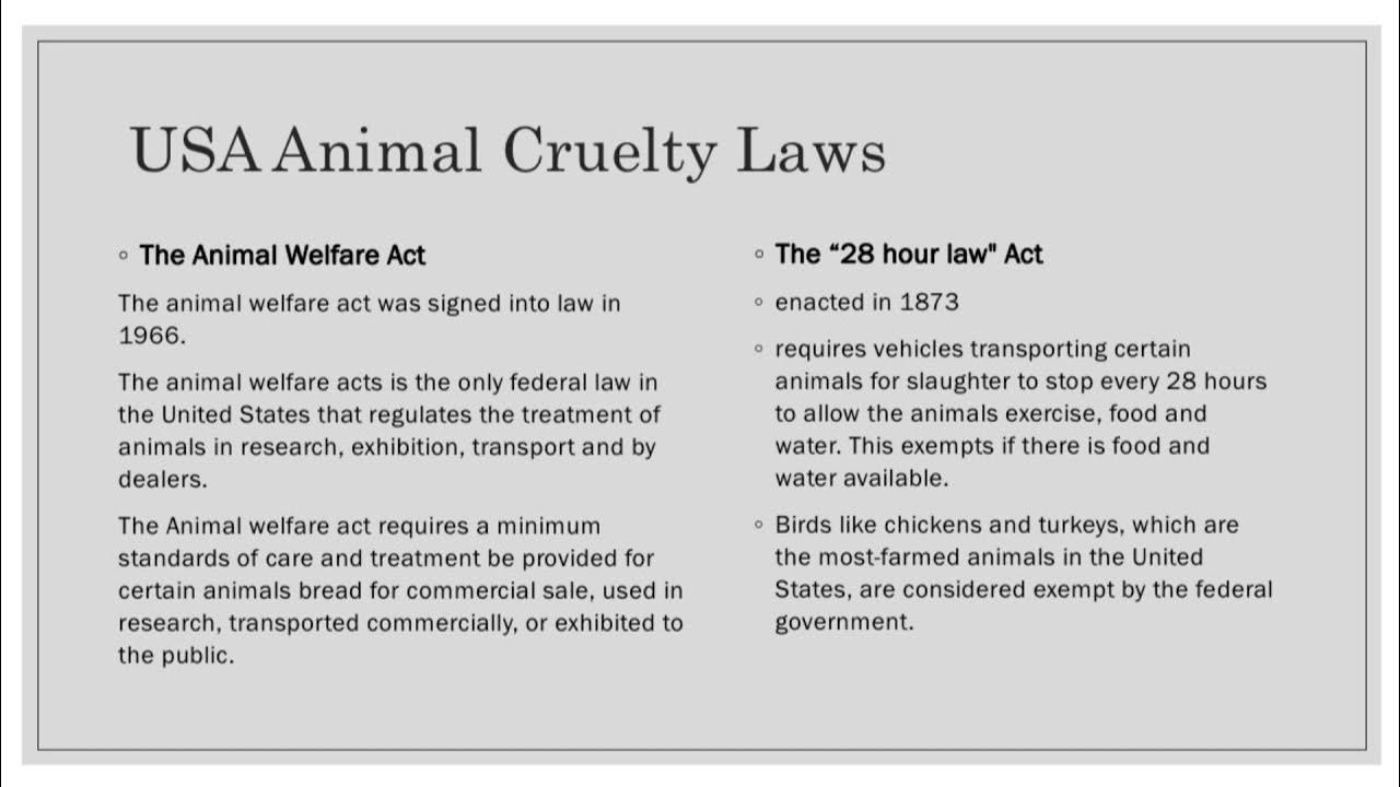 Animal Cruelty Laws In America Vs Other Countries YouTube animal-cruelty-laws-in-america-vs-other-countries-youtube