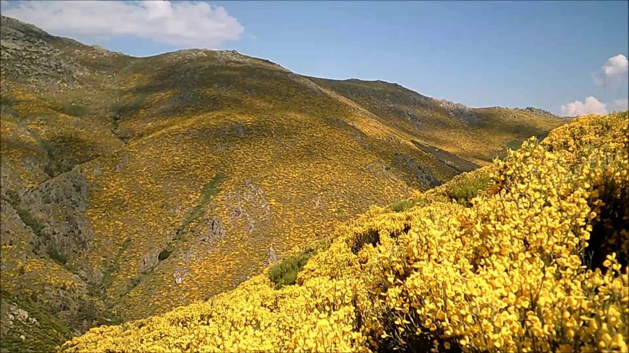 Piornos en flor - Mijares (Ávila) - YouTube