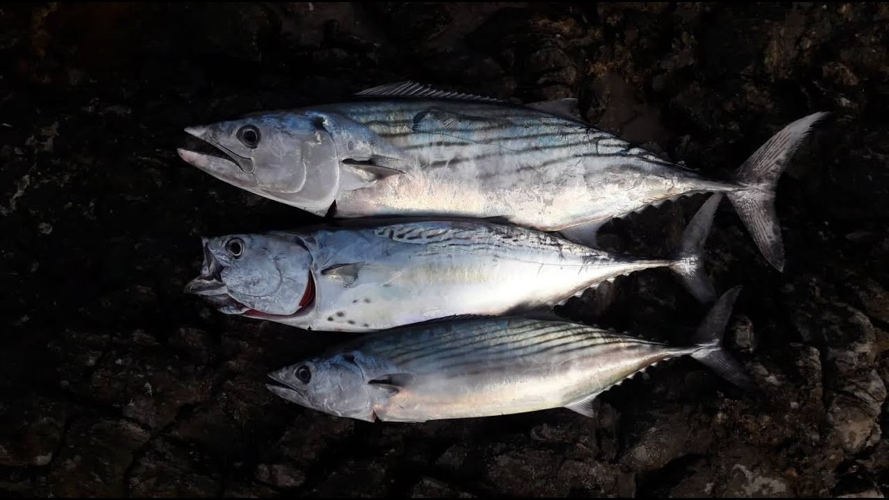 needle jig ile torik palamut ve yazılı orkios avı - YouTube