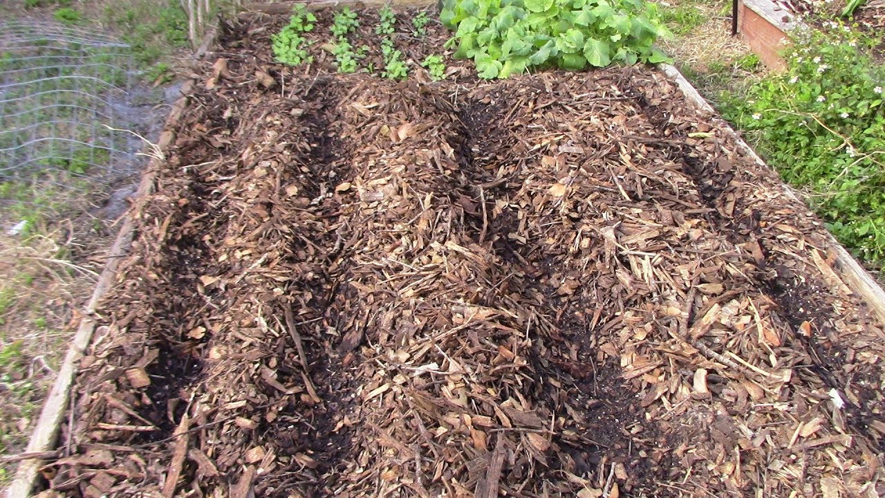 Roasted Bacon And Seed Sowing In January Zone 9 - YouTube