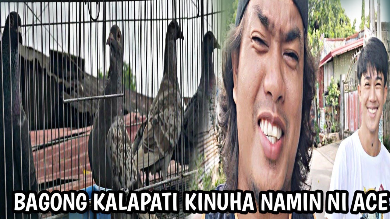KUMUHA KAMI NI ACE NG KALAPATI - YouTube