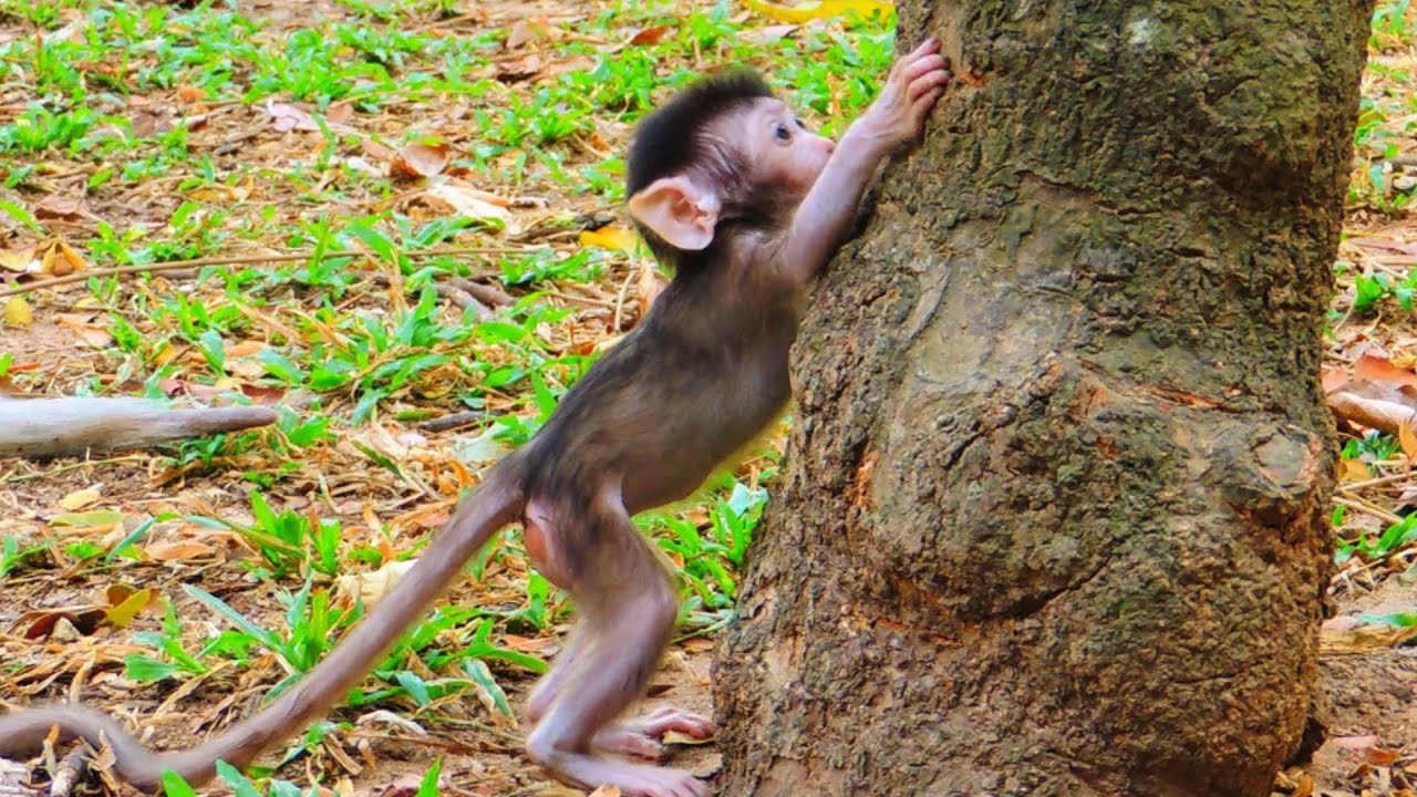 Adorable Newborn Baby Ventures Up a Towering Tree 🌲.@monkeyscorner ...