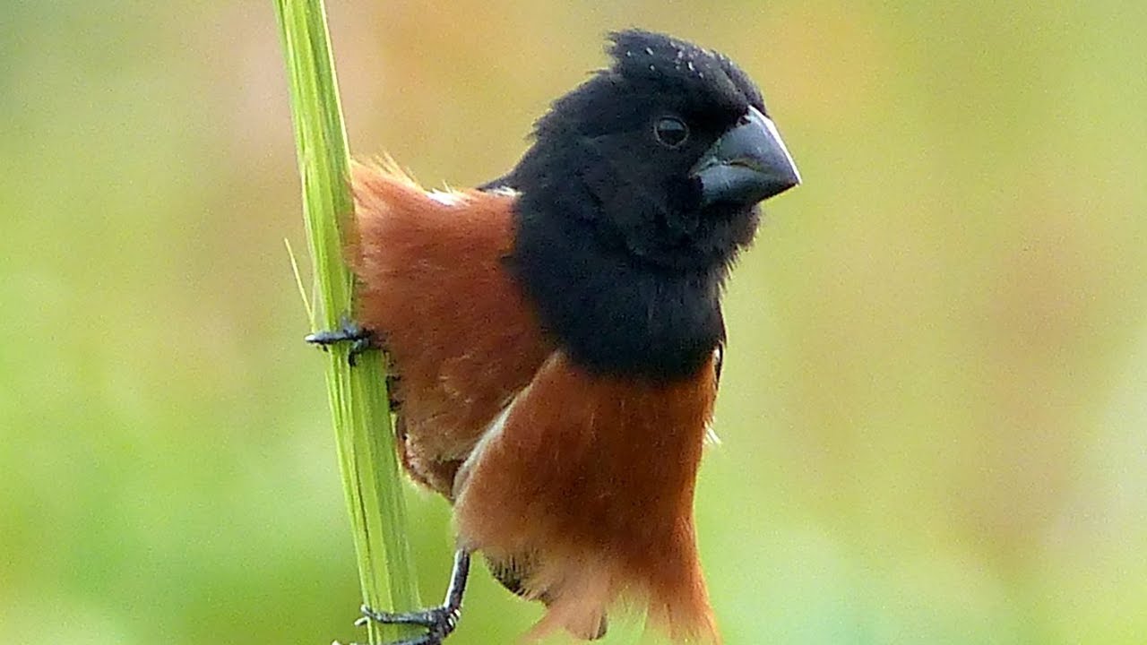CURIÓ CANTANDO NA NATUREZA - VOCÊ JÁ TEVE O PRIVILÉGIO DE OBSERVAR ESTE ...