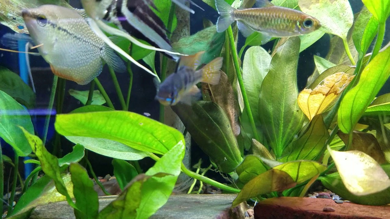 German black ram. New species - YouTube