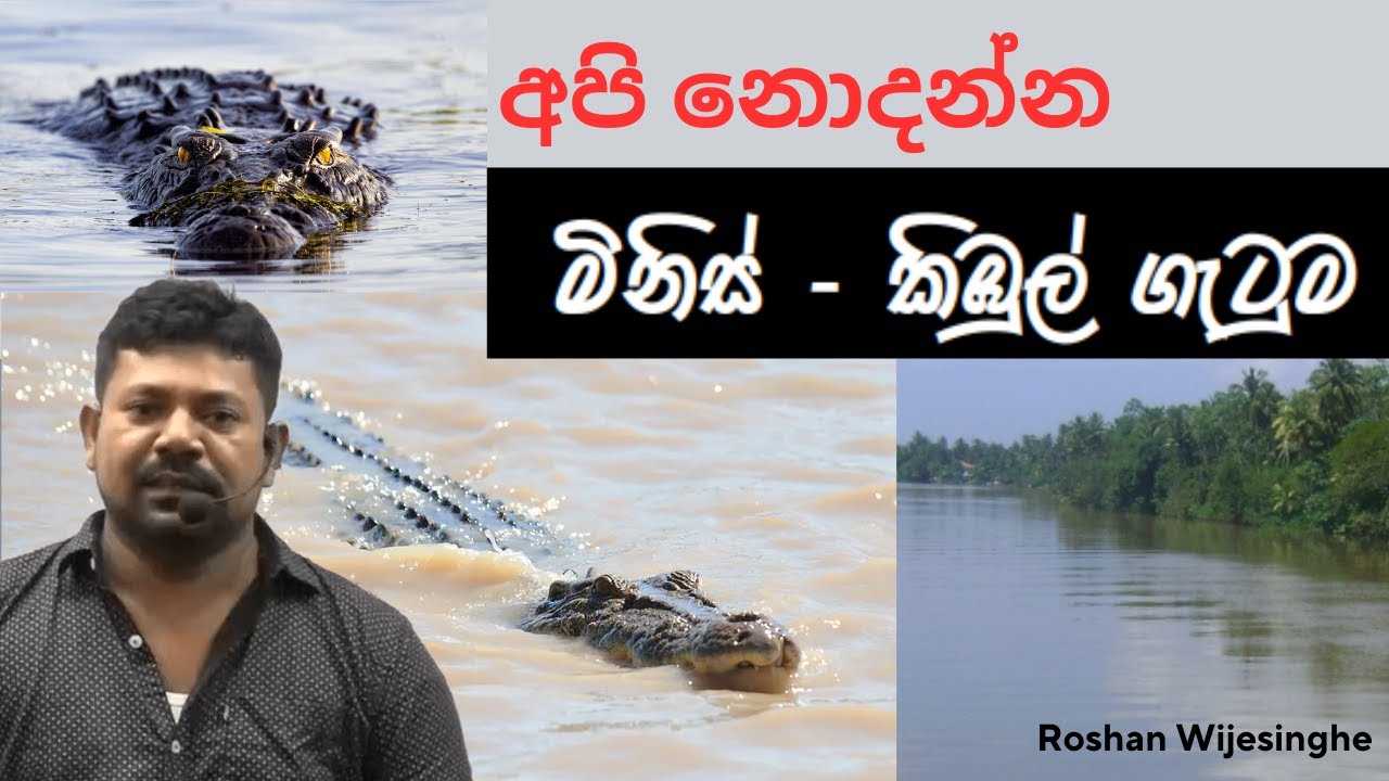 මිනිස් - කිඹුල් ගැටුම | ROSHAN WIJESINGHE - YouTube