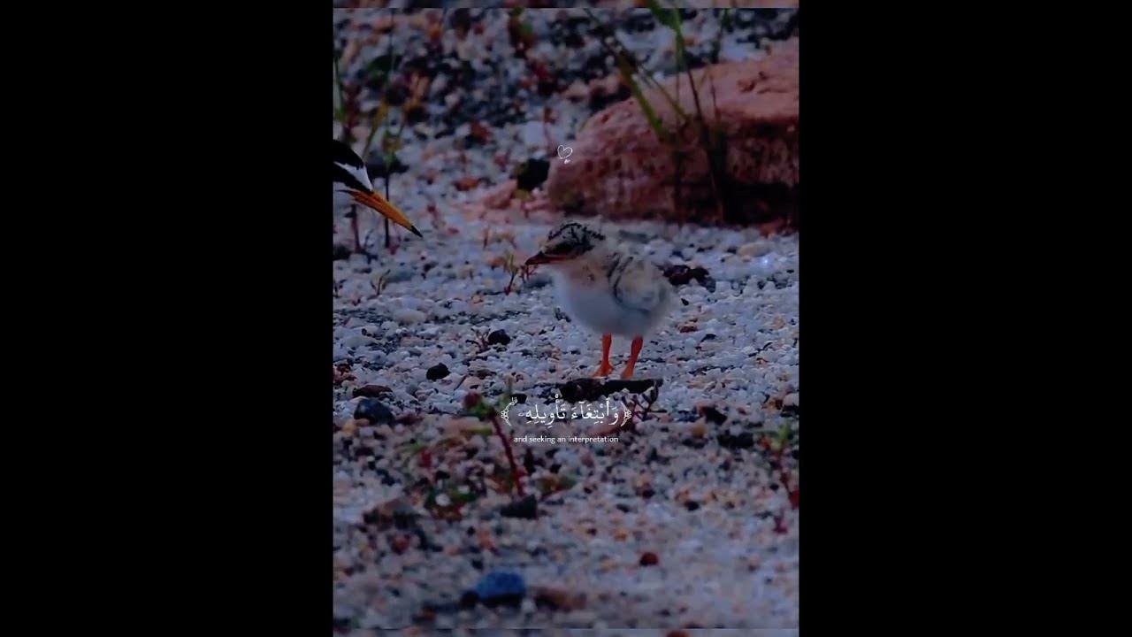 Pashton official search New tilawat Quran YouTube channel - YouTube