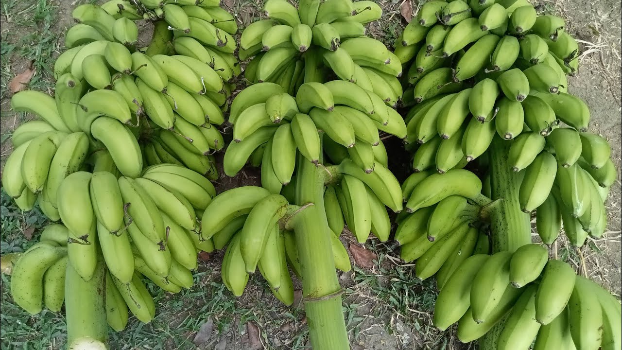NAG HARVEST KAMI NG SAGING NA TORDAN, ANG LALAKI 😍 - YouTube