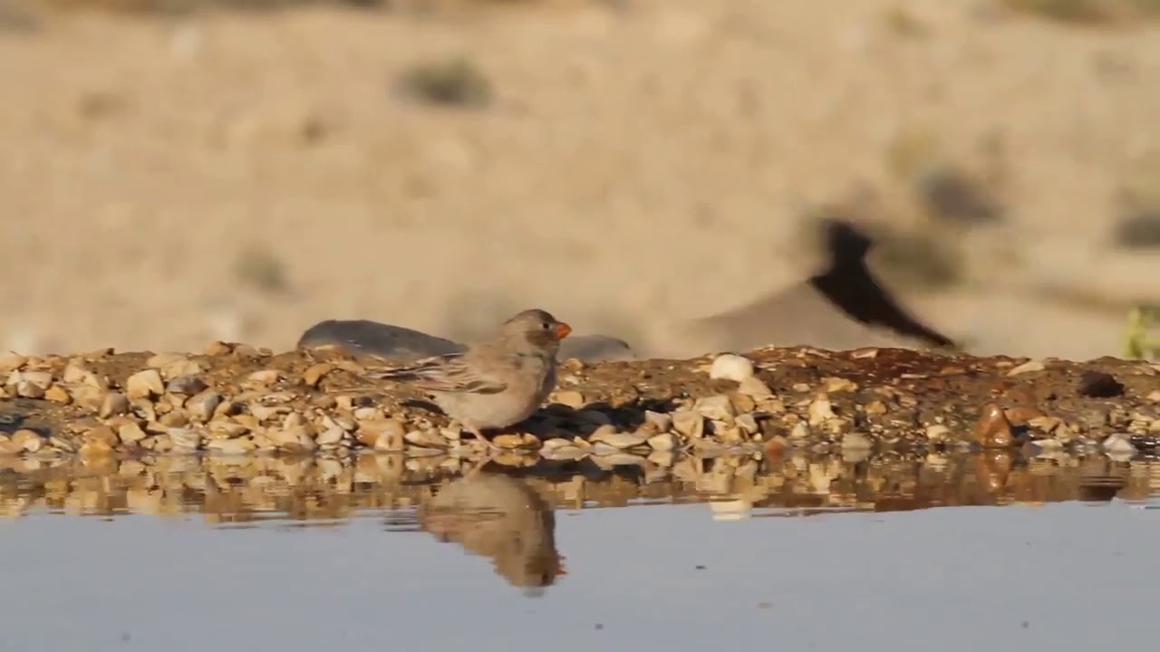 Partridge drinking water - YouTube