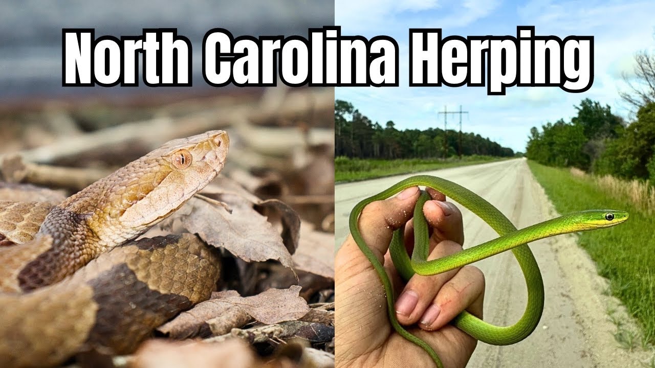 VENOMOUS Snakes and Endless Green snakes in North Carolina! Herping ...
