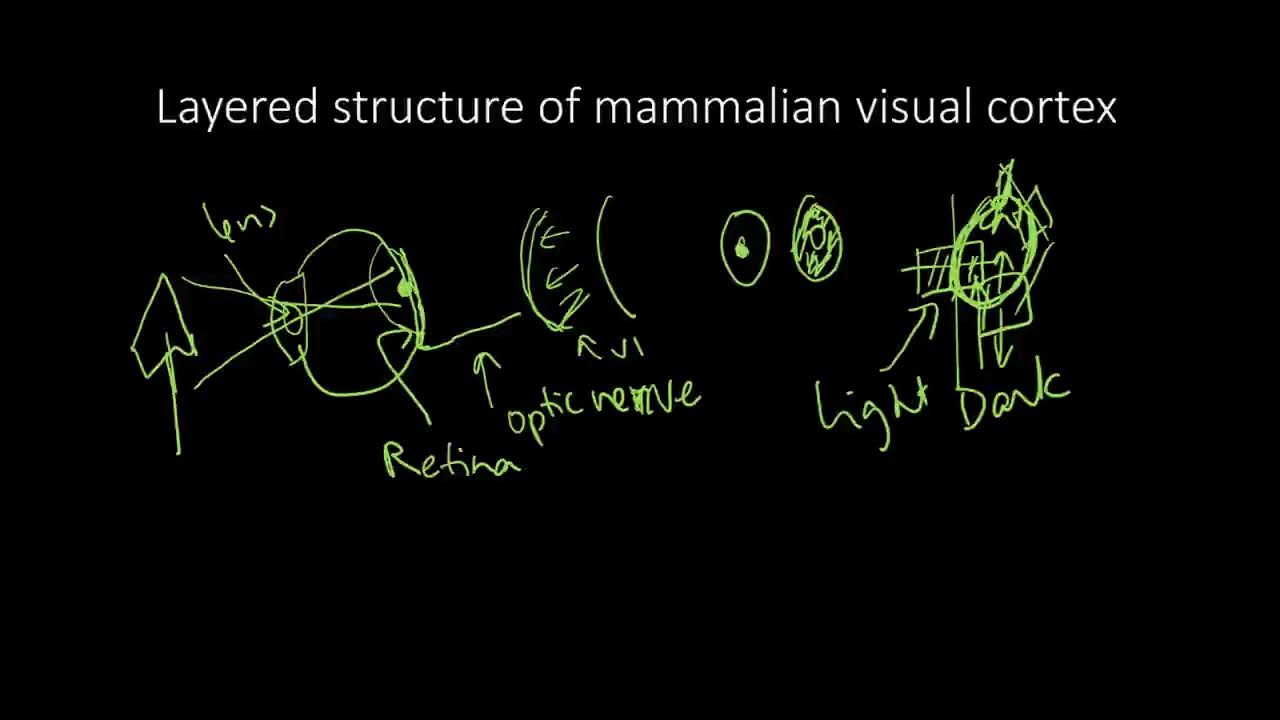 EE769-7-1-3 Neural Networks - Mammalian visual cortex - YouTube