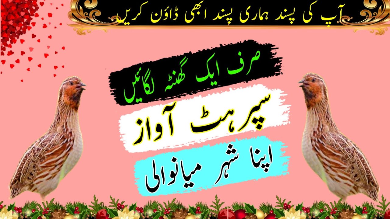 Singing quail bird in mianwali/Voice of quail male and female/Batair hunting TV - YouTube