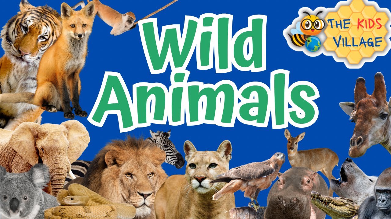 Wild Animals | Different Wild Animals | Learning Video for Kids | Educational Video for Kids ...