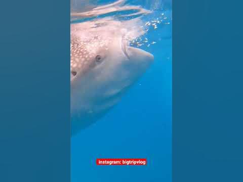 ЗУБАСТАЯ АКУЛА НА ФИЛИППИНАХ. Часть 1 - YouTube