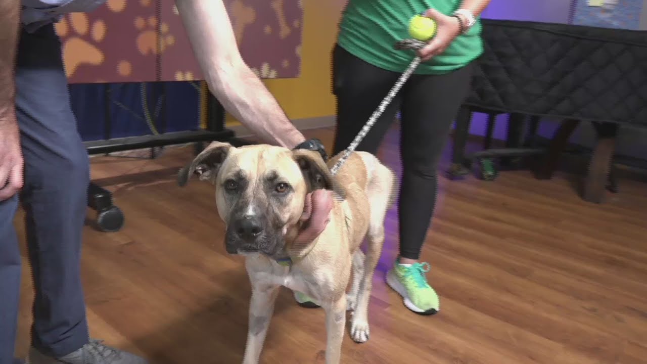 Tail Waggin Tuesday - YouTube