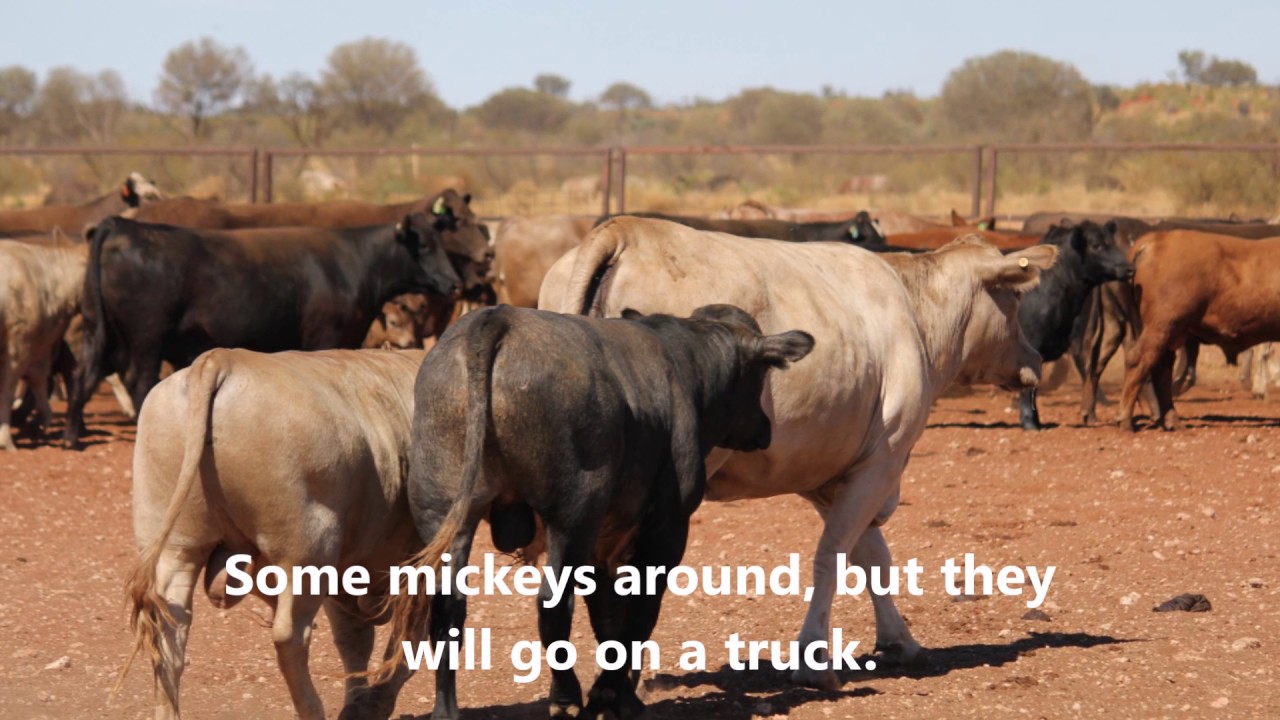 2017 03 Fat Cows - YouTube