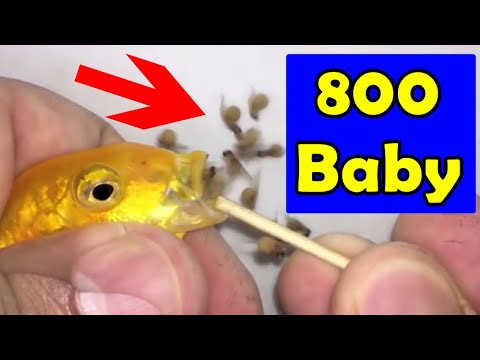 The incredible birthing method of aquarium fish - YouTube