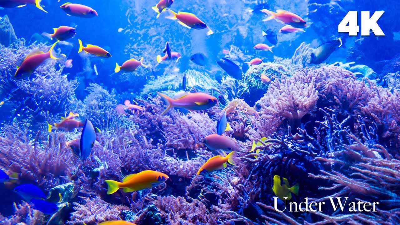 Soothing Underwater Music for a Calm Mind | Underwater Vista - YouTube