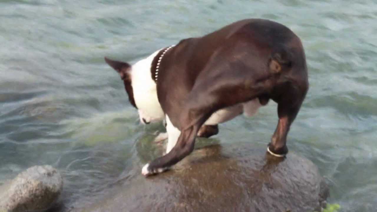 Boston Terrier loves to play - YouTube