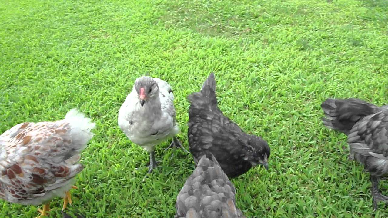 Chickens at 9 weeks old - YouTube