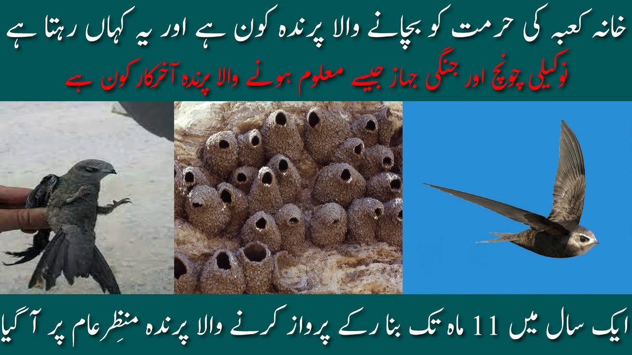 History Of Swallow (Ababeel) || Which Bird Save The Honour Of Makkah ...