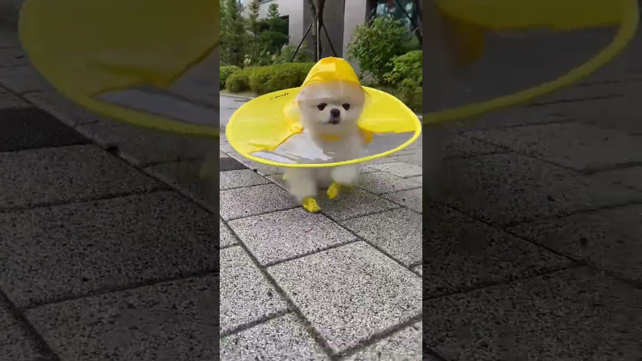 कुत्ते के बच्चे । puppy videos । cute puppy videos । cute puppy । # ...